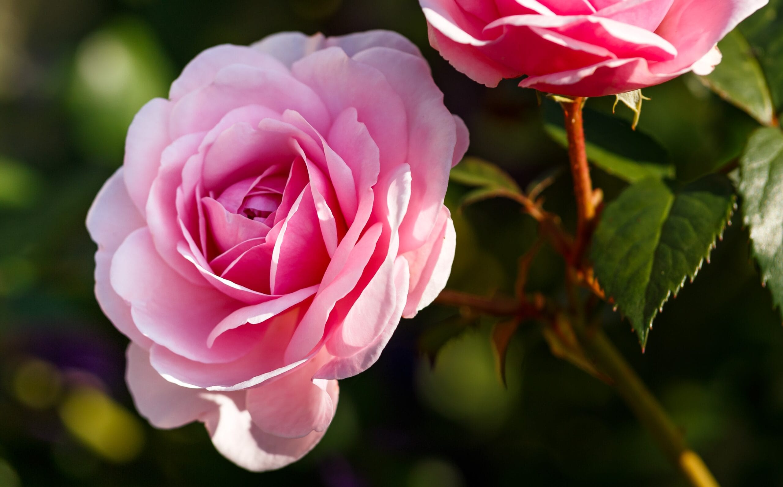 Cuantos Tipos De Color Rosa Existen En El Mundo Infoupdate