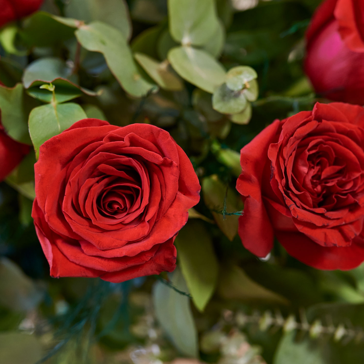 Rosas rojas de tallo largo Devoción | Interflora