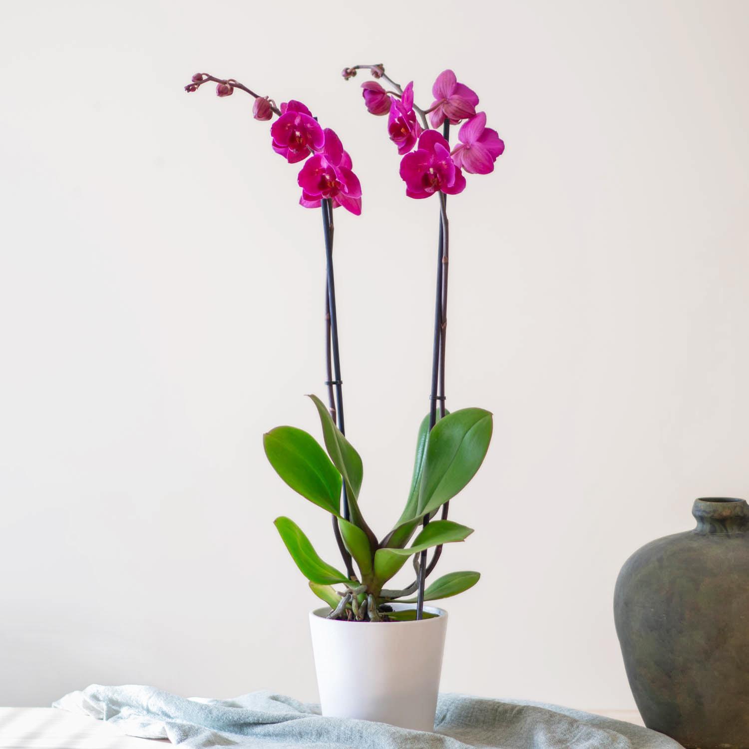 Orquídea Vanda: cuidados de la orquídea aérea | Interflora