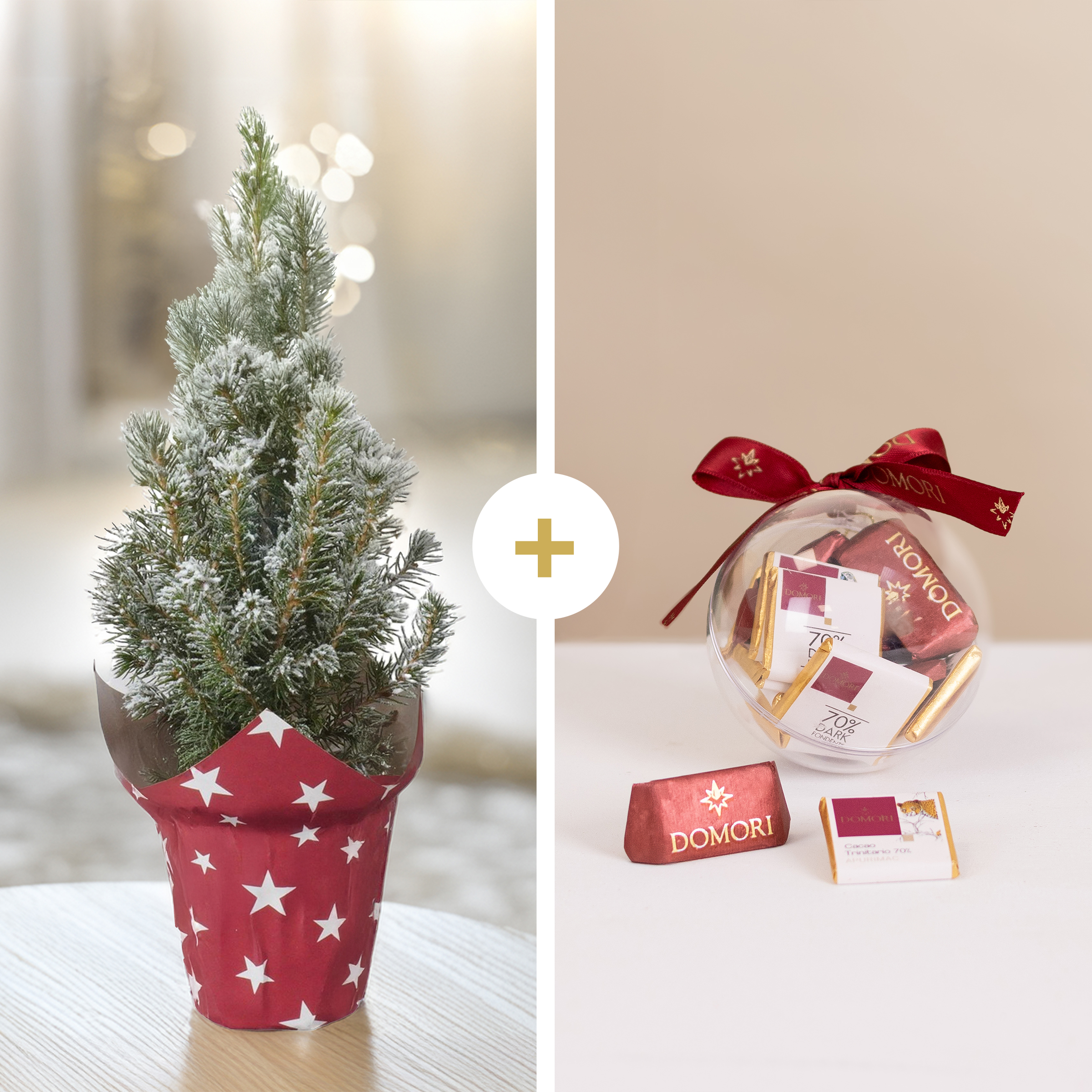 Consejos para cuidar una rosa eterna | Interflora